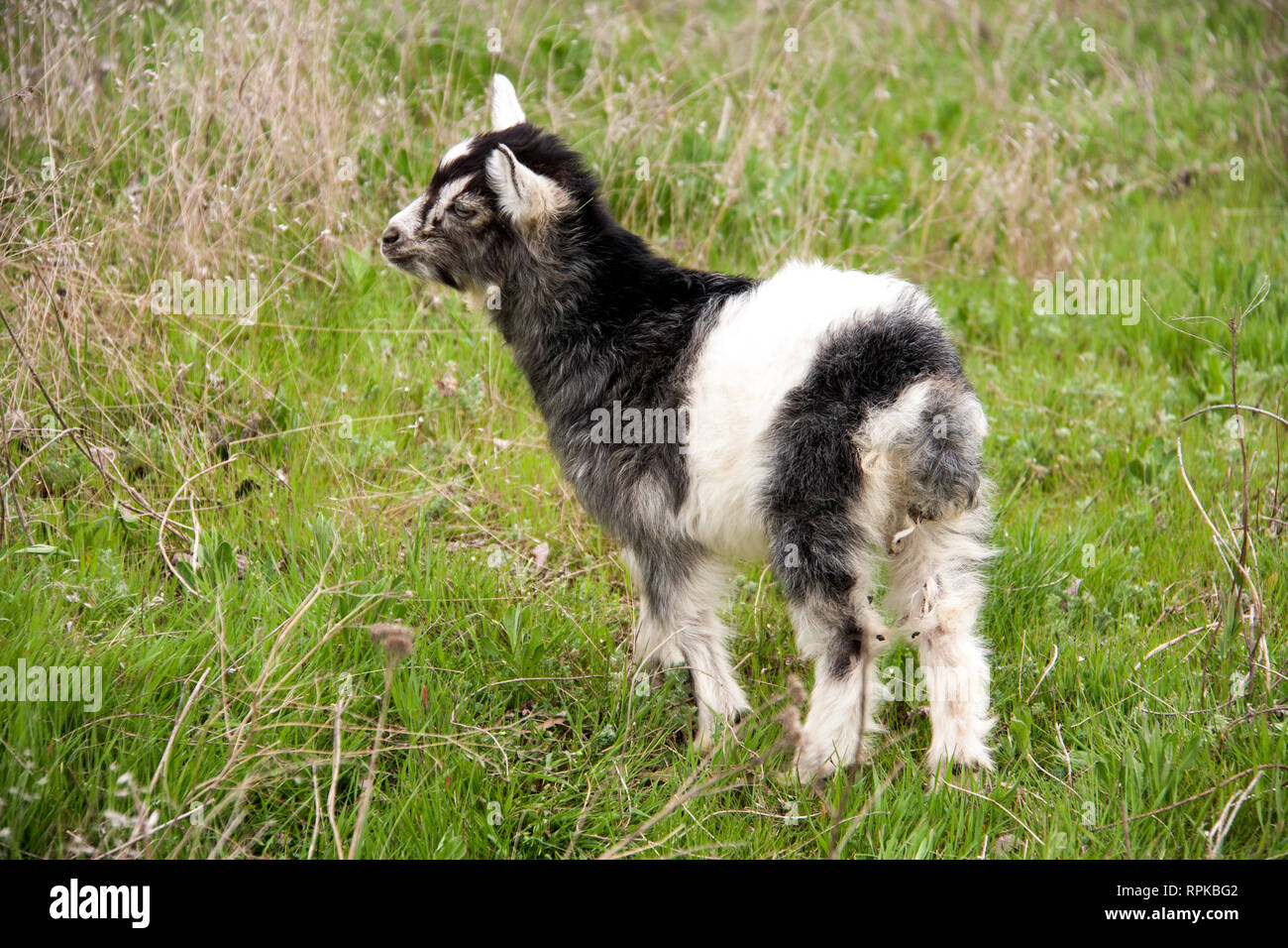 One little kid goat is grazing on the grass Stock Photo - Alamy