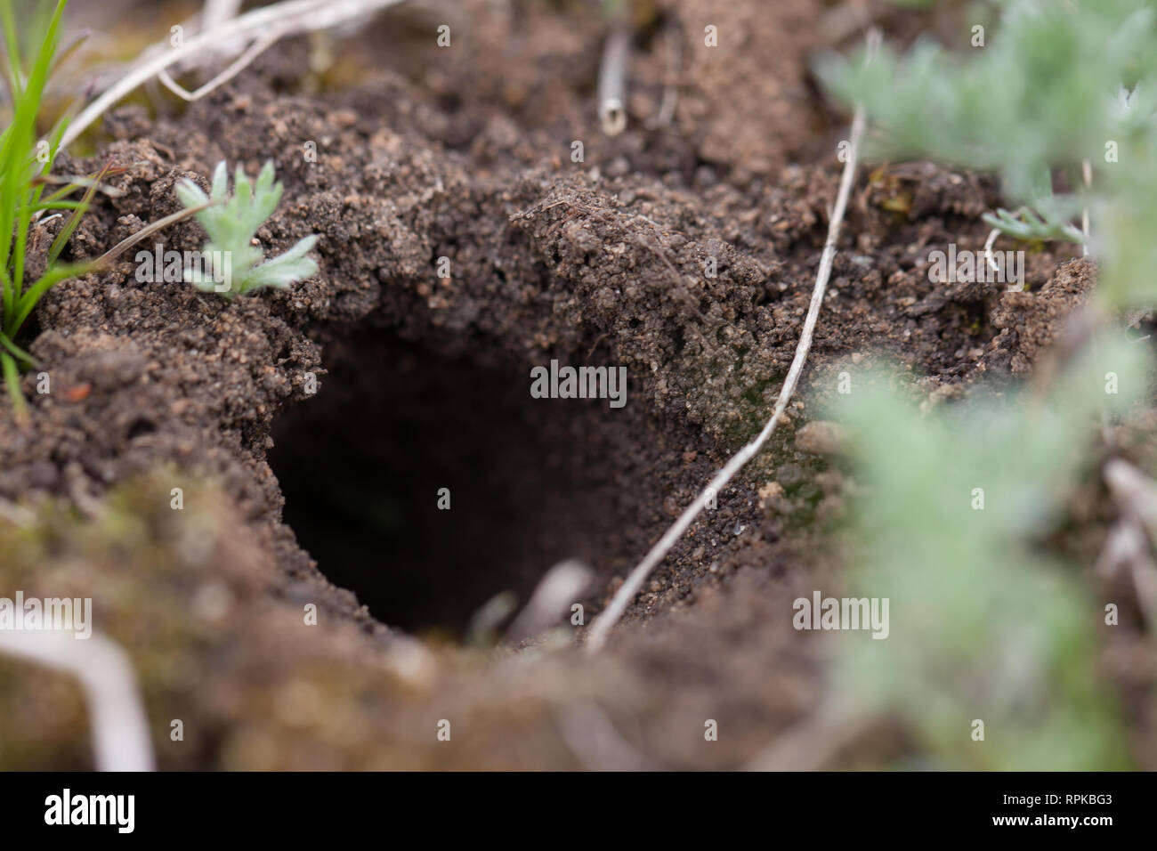 Underground animal hi-res stock photography and images - Alamy
