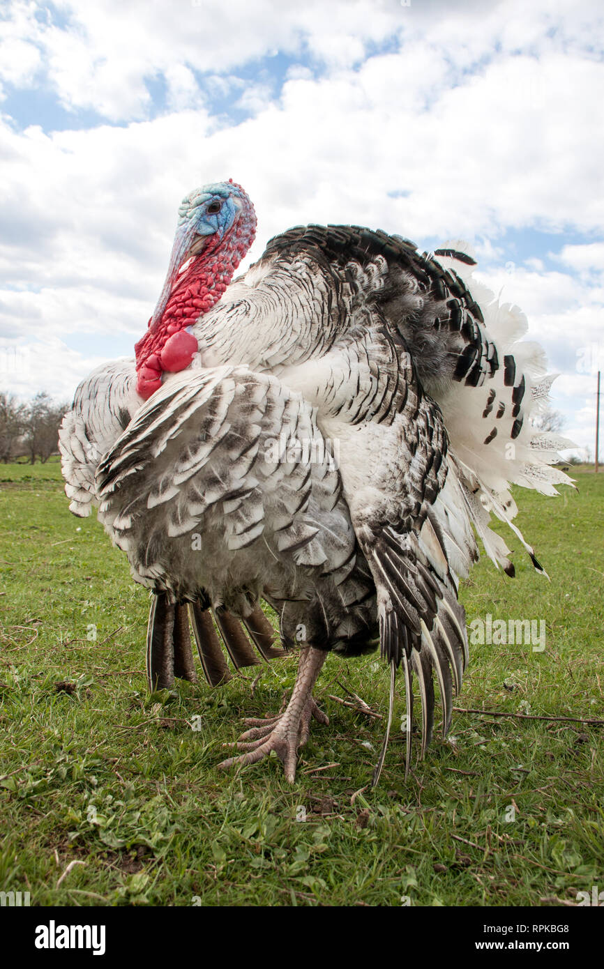 Green turkey tail hi-res stock photography and images - Alamy