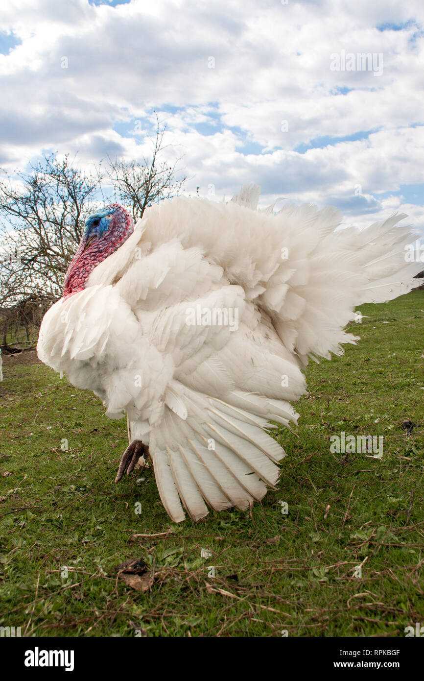 White Turkey