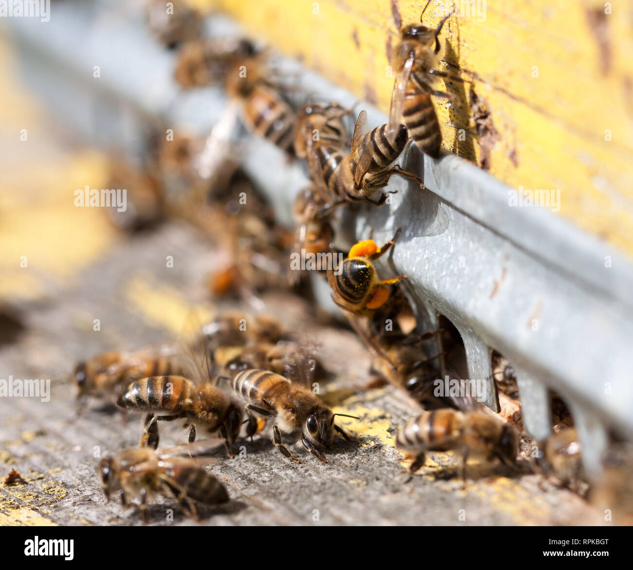 The bees at front hive entrance close-up Stock Photo - Alamy