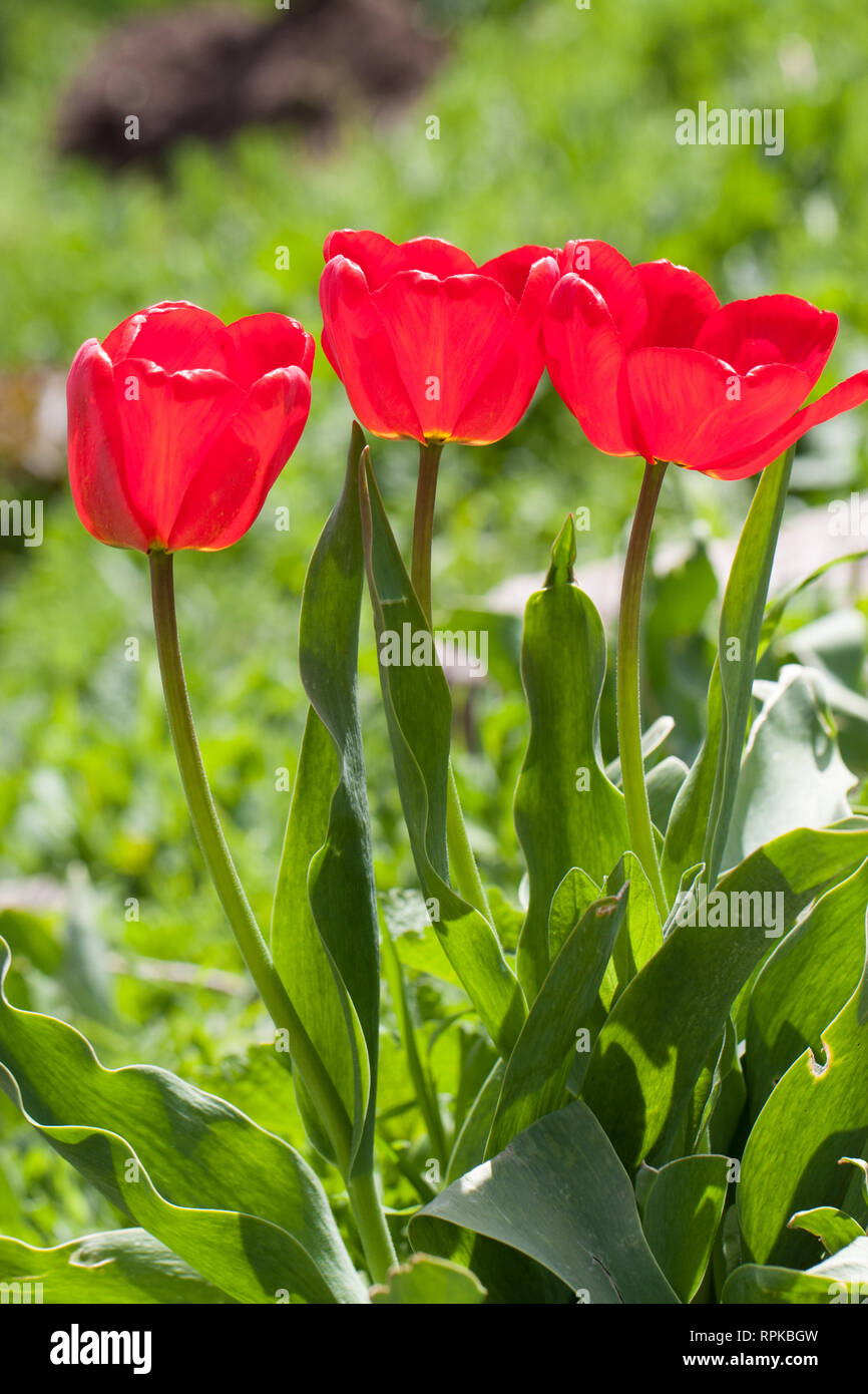 Three red tulips grow in the park Stock Photo - Alamy