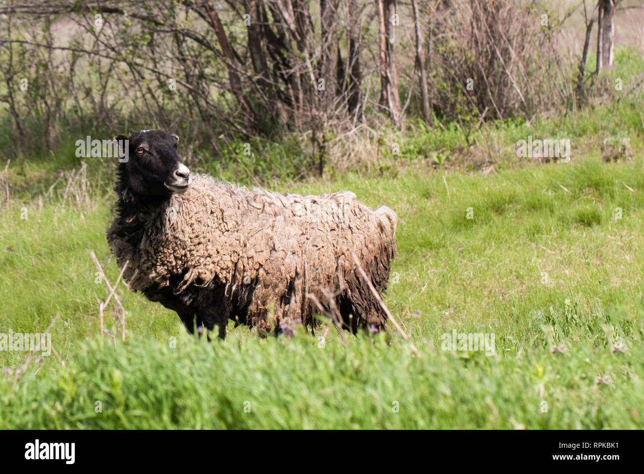Sheep with dirty wool grazing in a meadow Stock Photo - Alamy