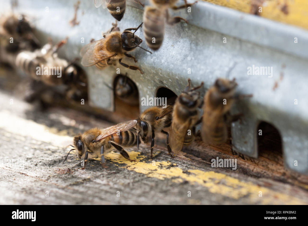 Insect hive hi-res stock photography and images - Alamy