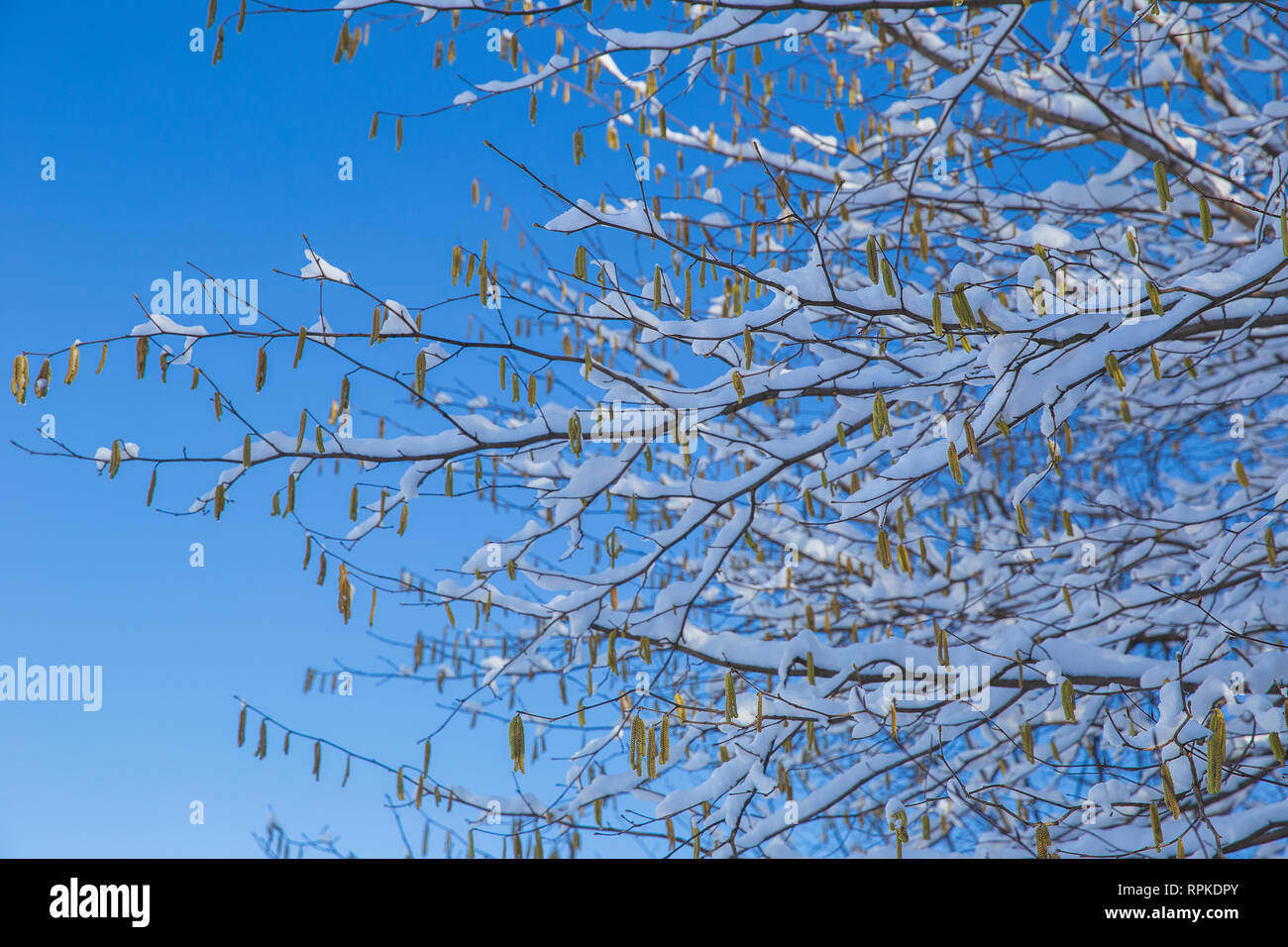 Last melting snow on the branches of trees in the spring Stock Photo ...