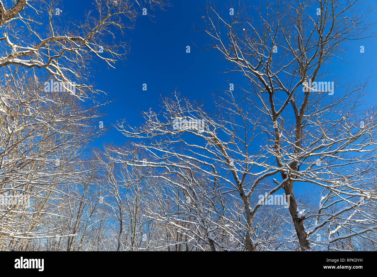 Last melting snow on the branches of trees in the spring Stock Photo ...