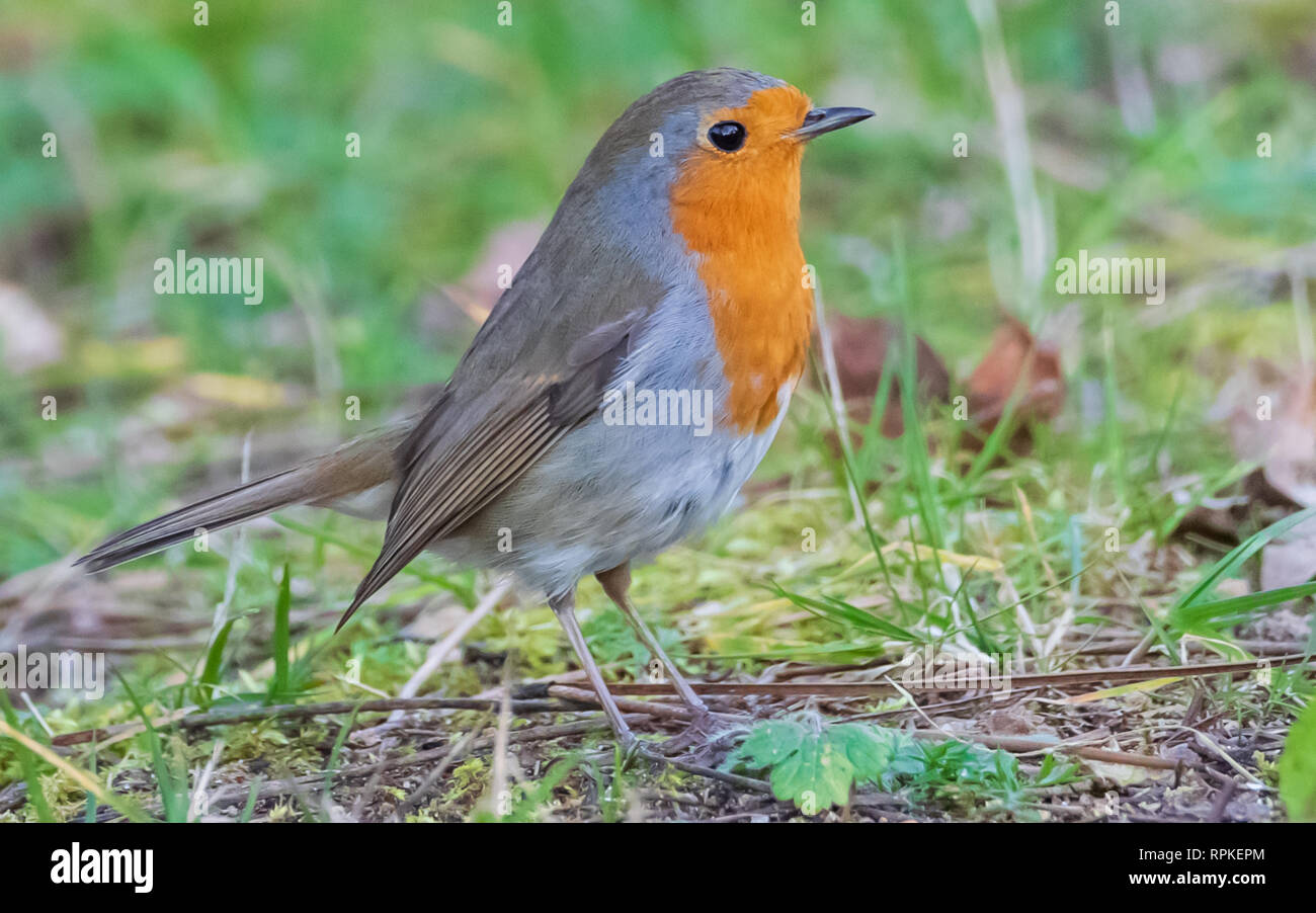 The European robin, known simply as the robin or robin redbreast ...