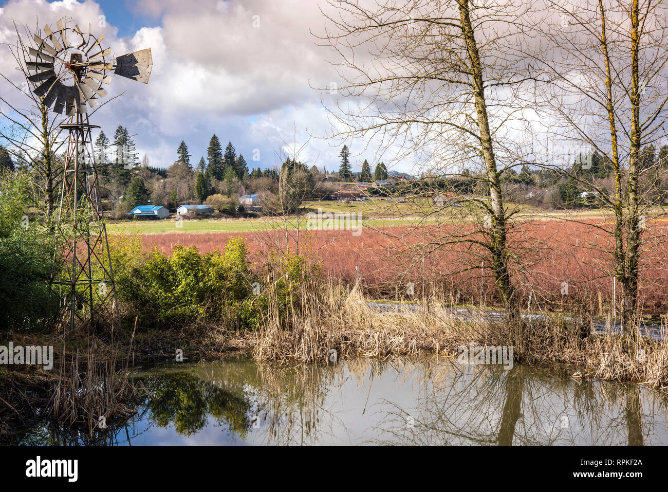 Old windmill a pond and blueberry fam landscape Washington state Stock ...
