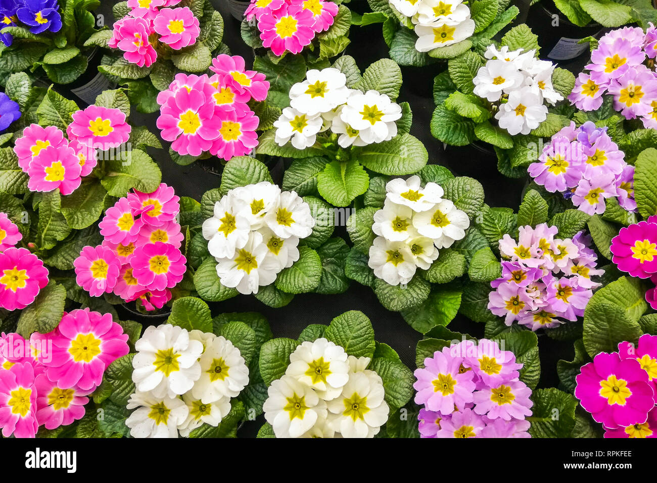 Multicolored primroses bloom. Background of flower of primrose Stock ...