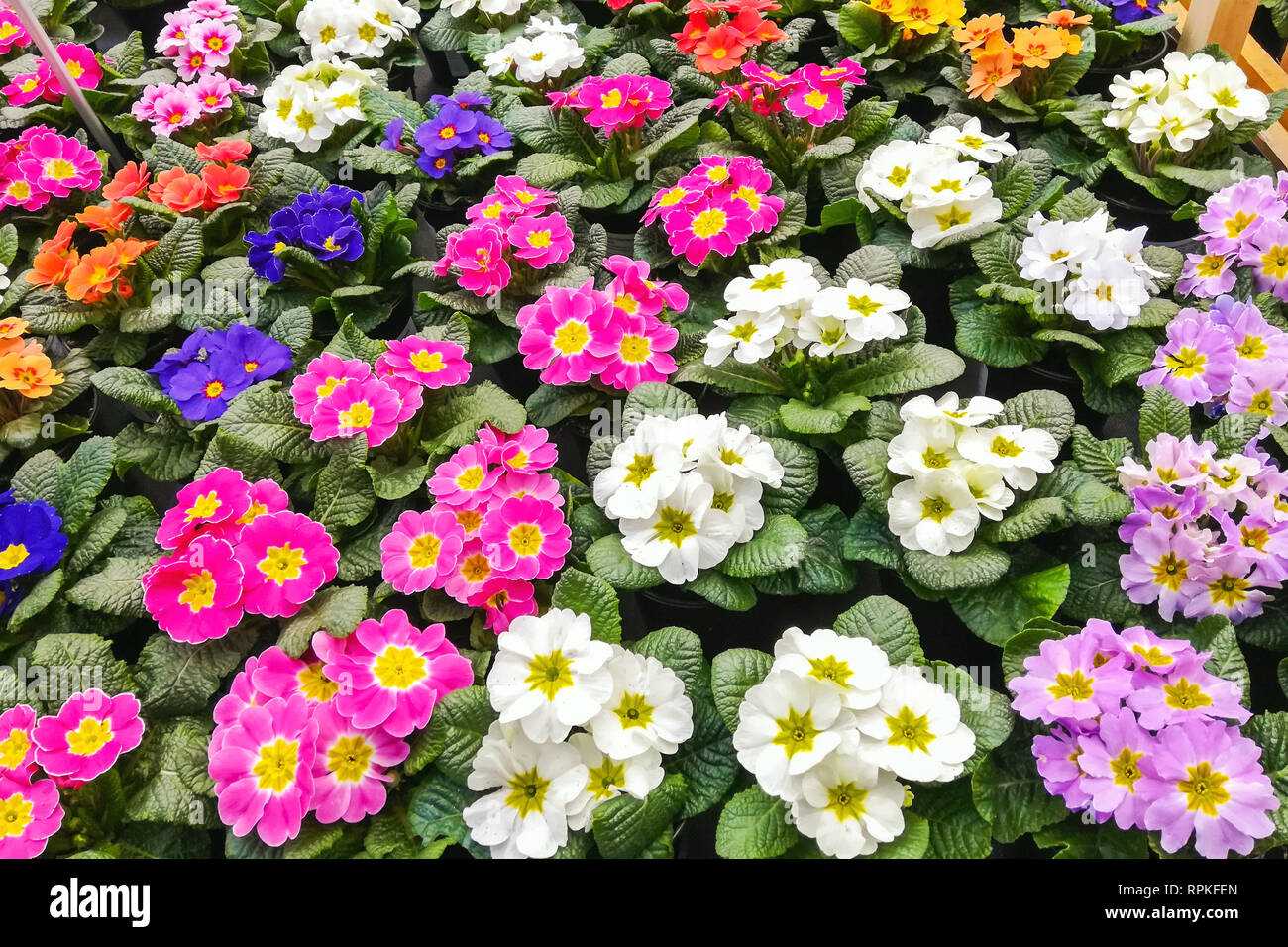 Multicolored primroses bloom. Background of flower of primrose Stock ...