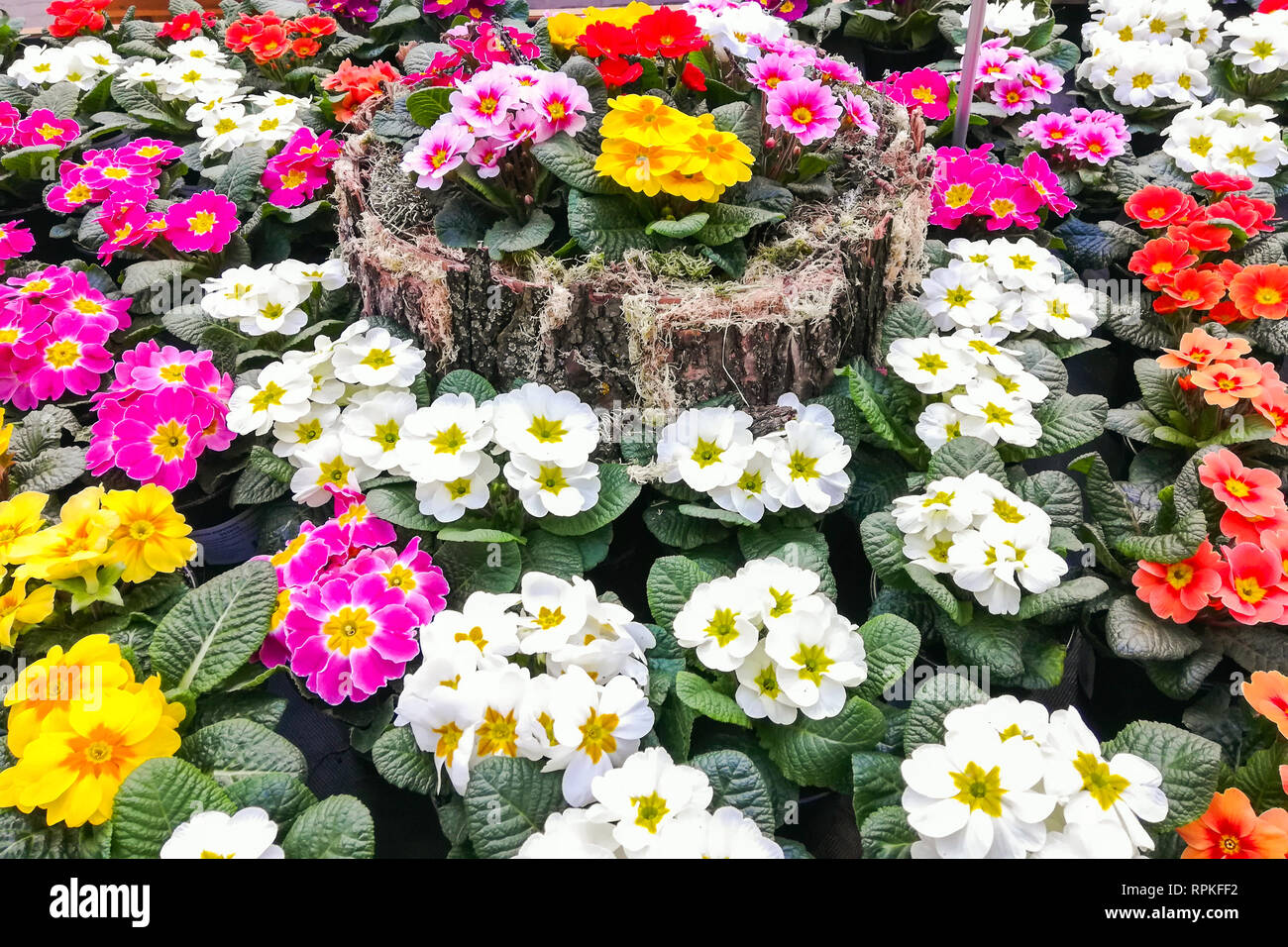 Primroses wallpaper hi-res stock photography and images - Alamy