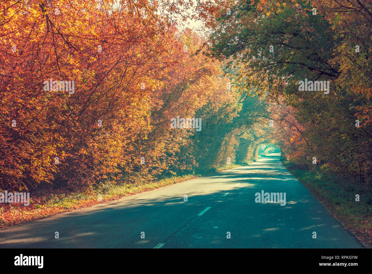 Tunnel autumn road hi-res stock photography and images - Alamy