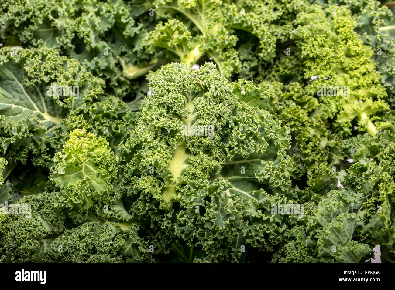 A healthy fresh curly kale Stock Photo - Alamy
