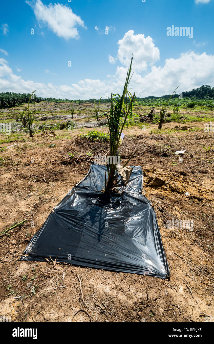 Palmitic Acid High Resolution Stock Photography and Images - Alamy