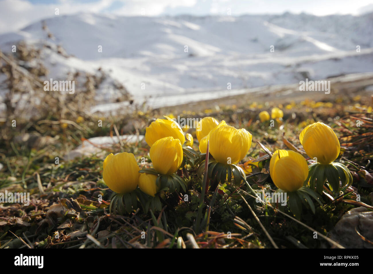 yellow crocus opening in the spring Stock Photo - Alamy