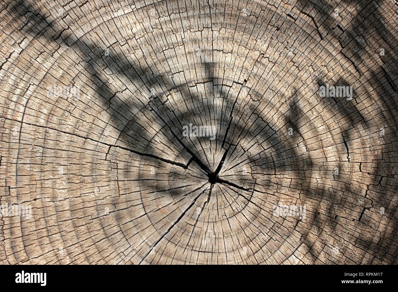 Tree rings texture background Stock Photo - Alamy