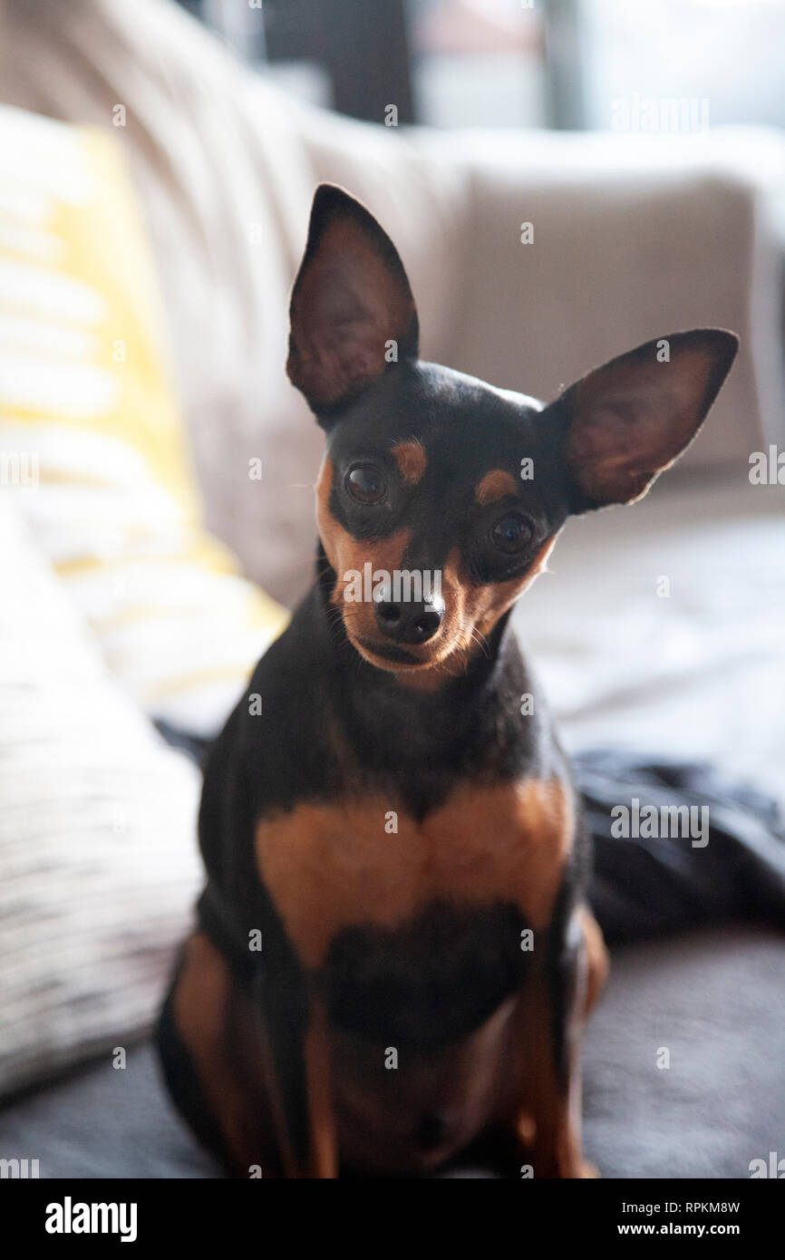 Small Dog Sitting on Couch Stock Photo - Alamy