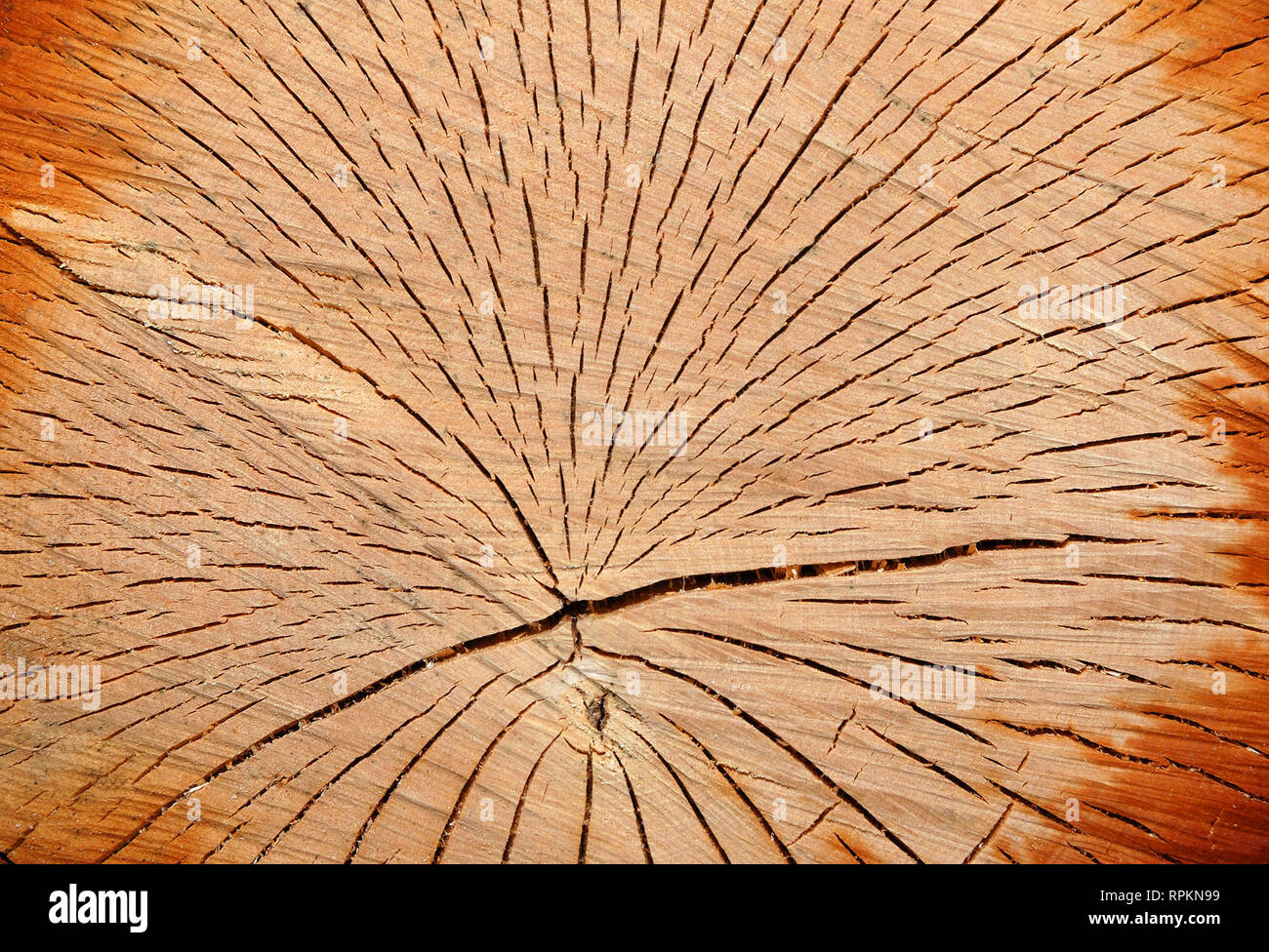 Wooden background, cross section through tree trunk Stock Photo - Alamy