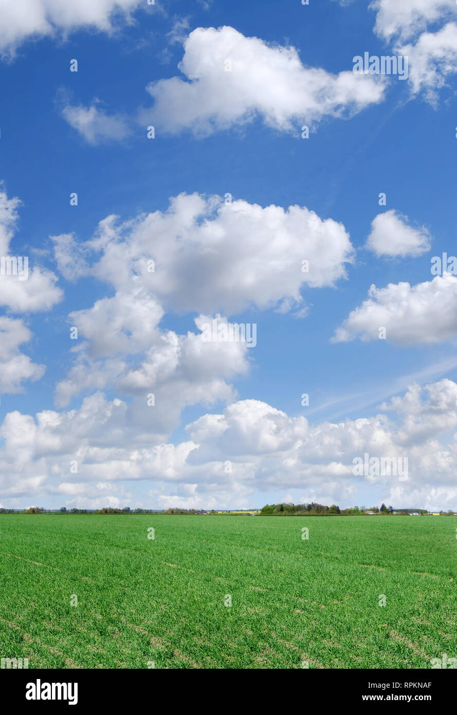 Idyllic spring landscape, plain green field, blue sky and white clouds ...