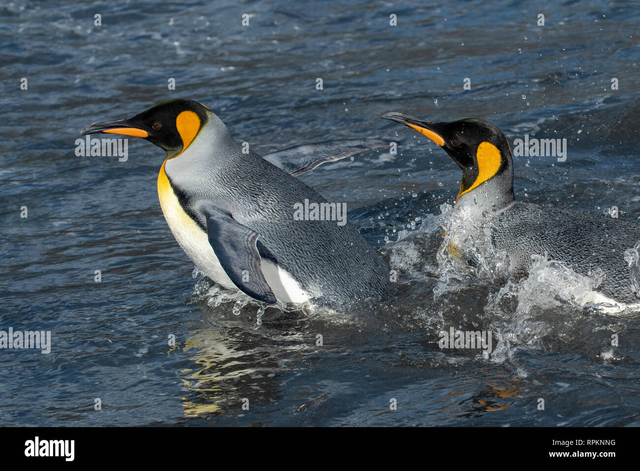 King penguin swimming hi-res stock photography and images - Alamy
