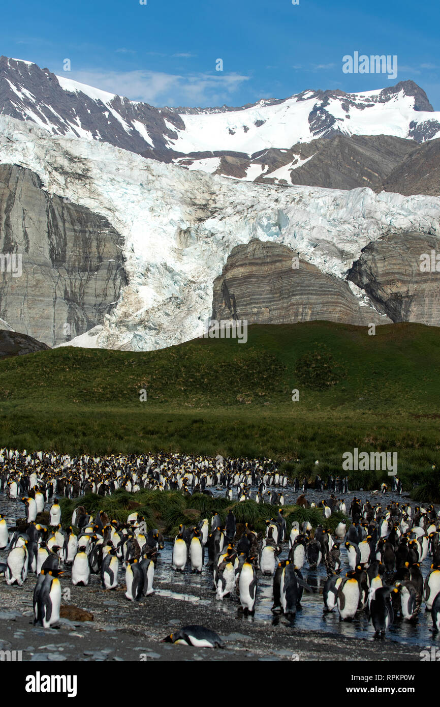 Gold harbour south georgia king penguins hi-res stock photography and ...
