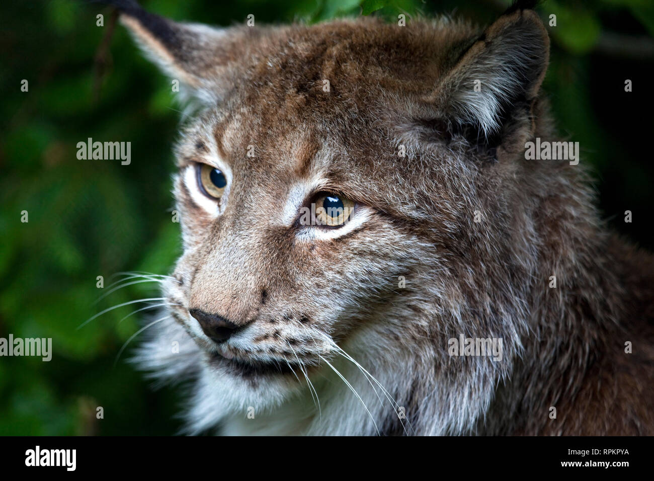 Outdoor animals hi-res stock photography and images - Alamy