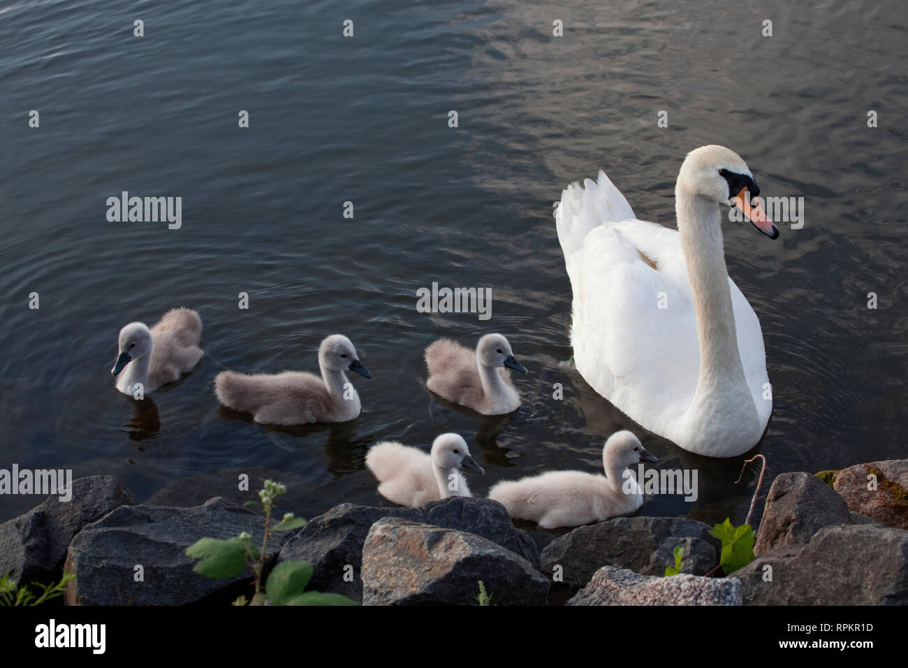Offspring birds hi-res stock photography and images - Alamy