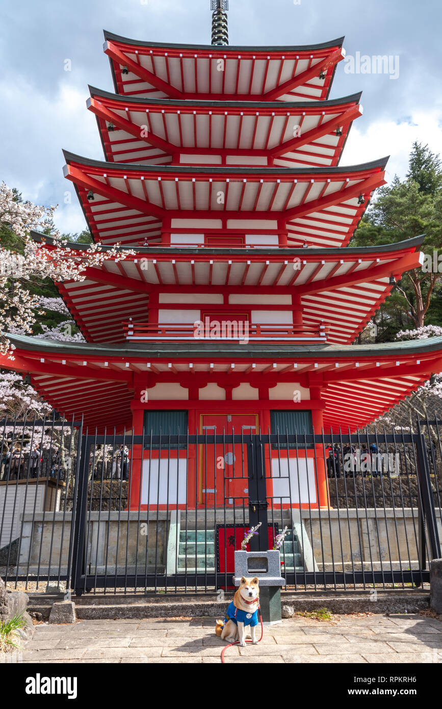 Akita inu dog sitting in front of the Chureito pagoda tower ...