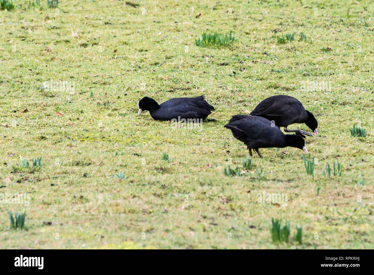 Common coot feeding hi-res stock photography and images - Alamy