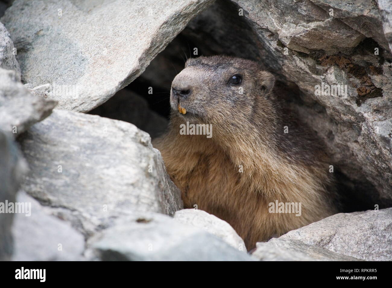 zoology / animals, mammal / mammalian, marmots, Alpine marmot, (Marmota ...