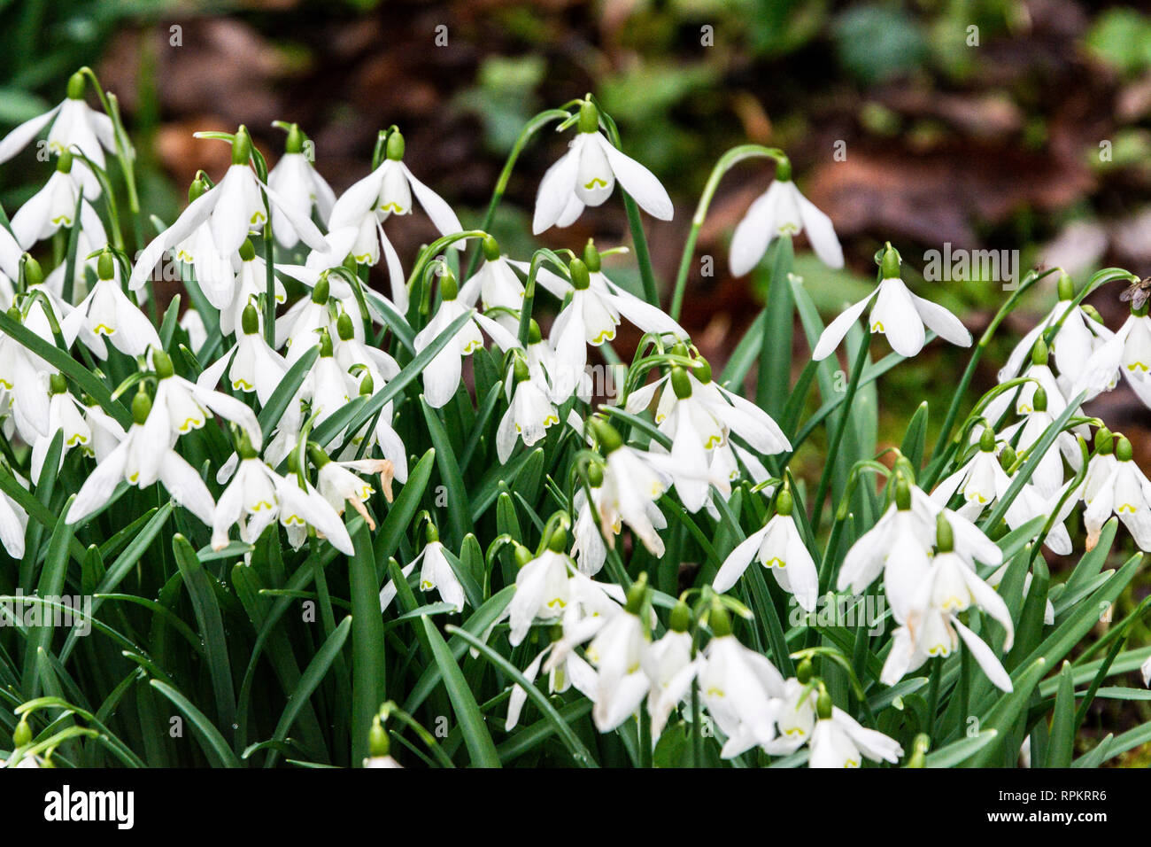 A large clump of snowdrops (Galanthus Stock Photo - Alamy