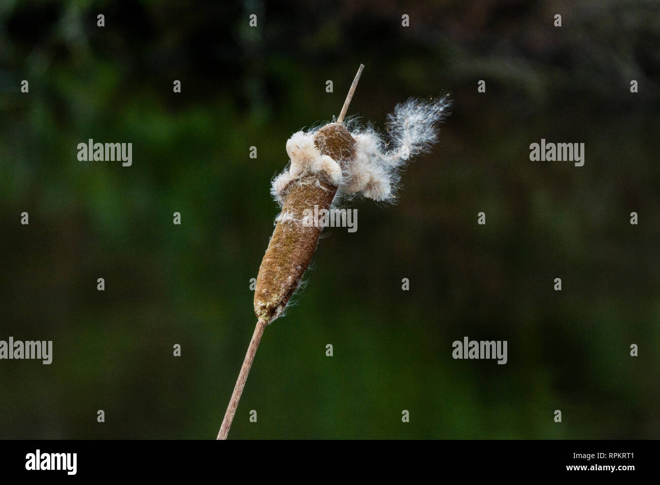 The seed head of a common bulrush (Typha latifolia Stock Photo - Alamy