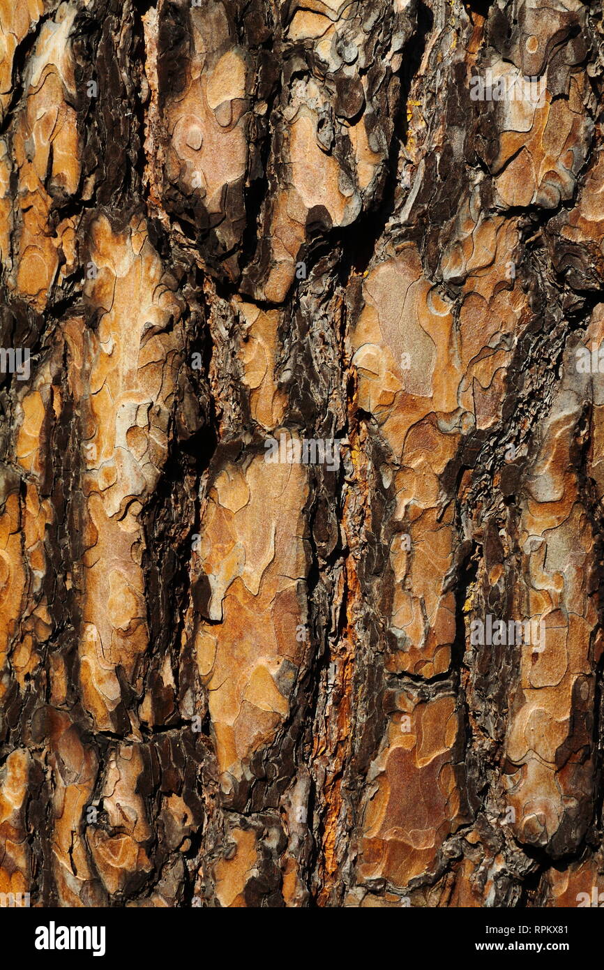 Rind pattern hi-res stock photography and images - Alamy
