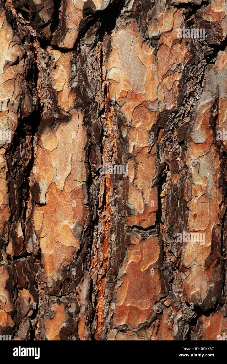 Rind pattern hi-res stock photography and images - Alamy