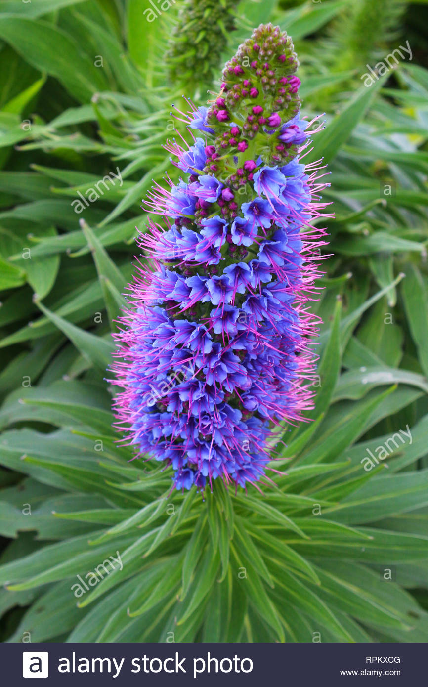 Native Plant Of Madeira High Resolution Stock Photography and Images ...