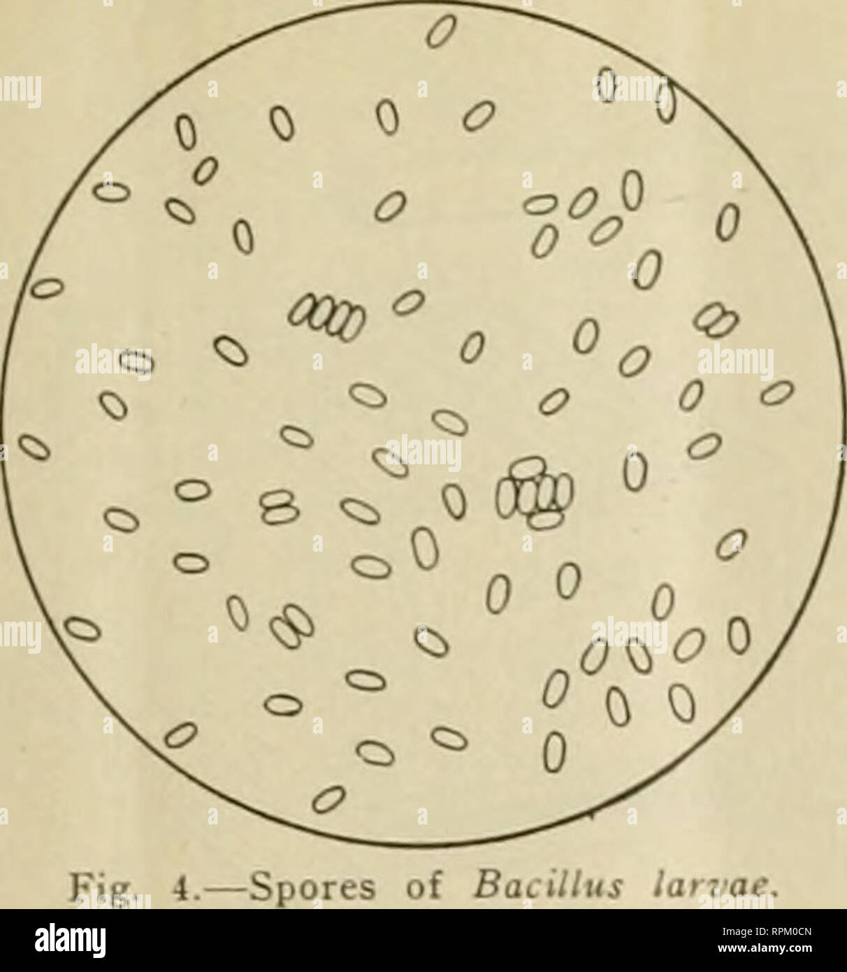 Bacillus larvae foulbrood american hi-res stock photography and images ...
