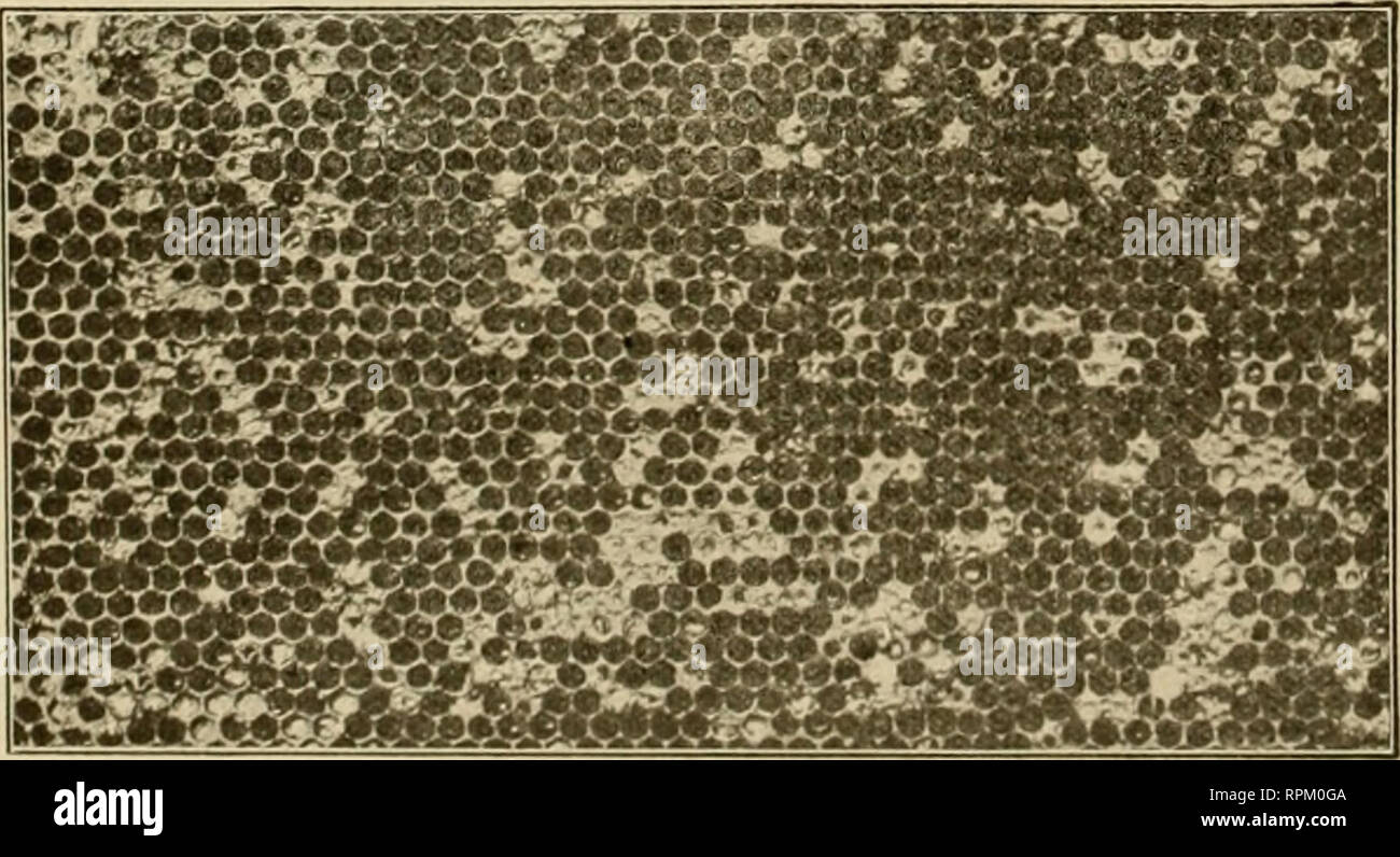 American foulbrood hi-res stock photography and images - Alamy