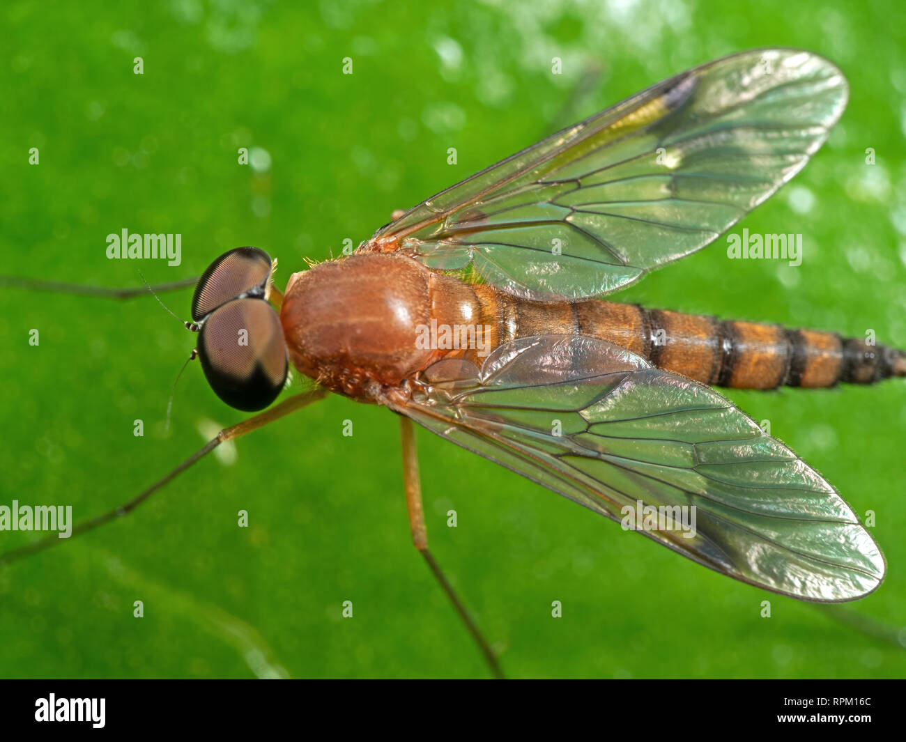 Macro Photography of Orange Robber Fly on Green Leaf Stock Photo - Alamy