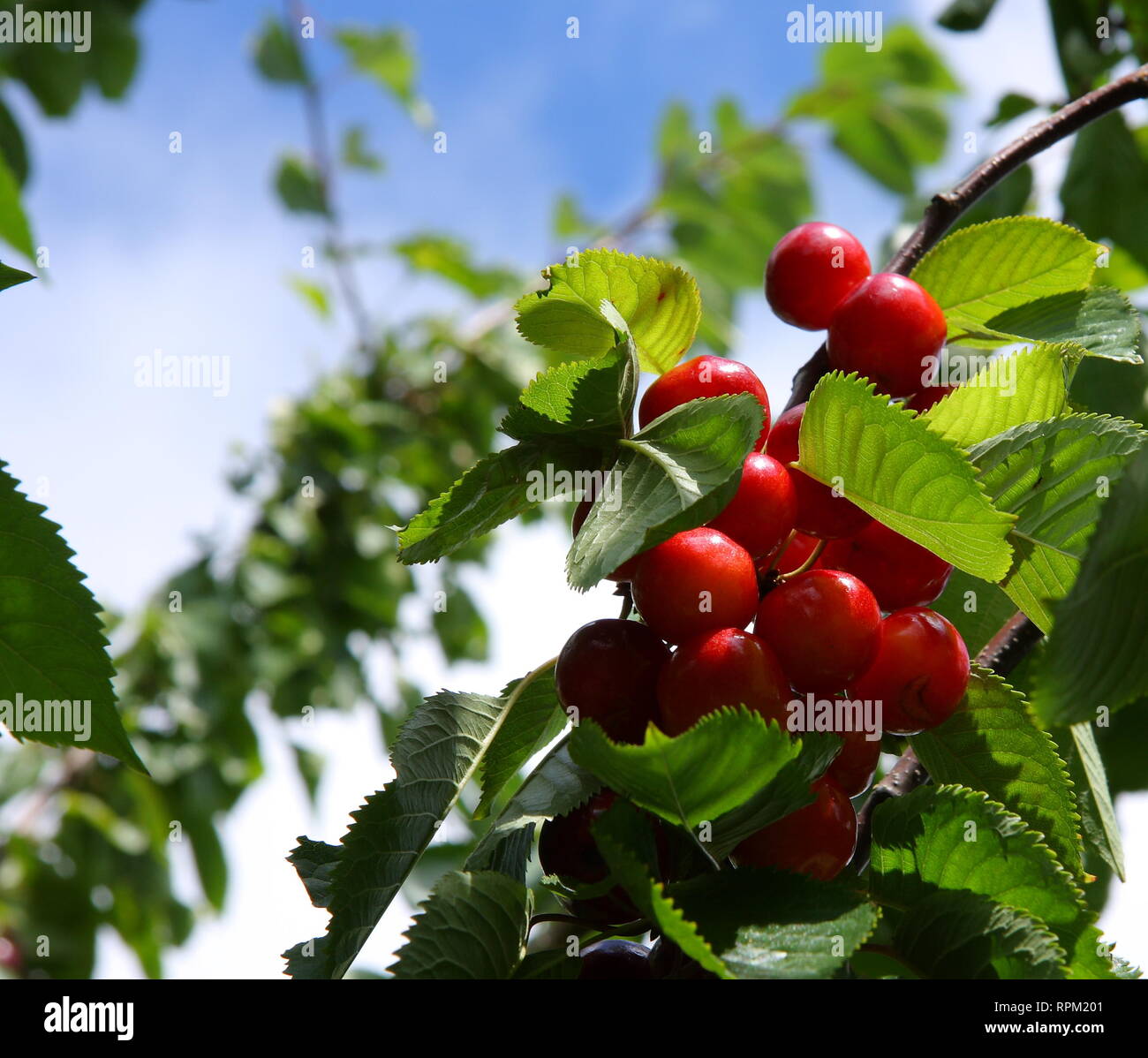 Cherries on a tree Stock Photo - Alamy