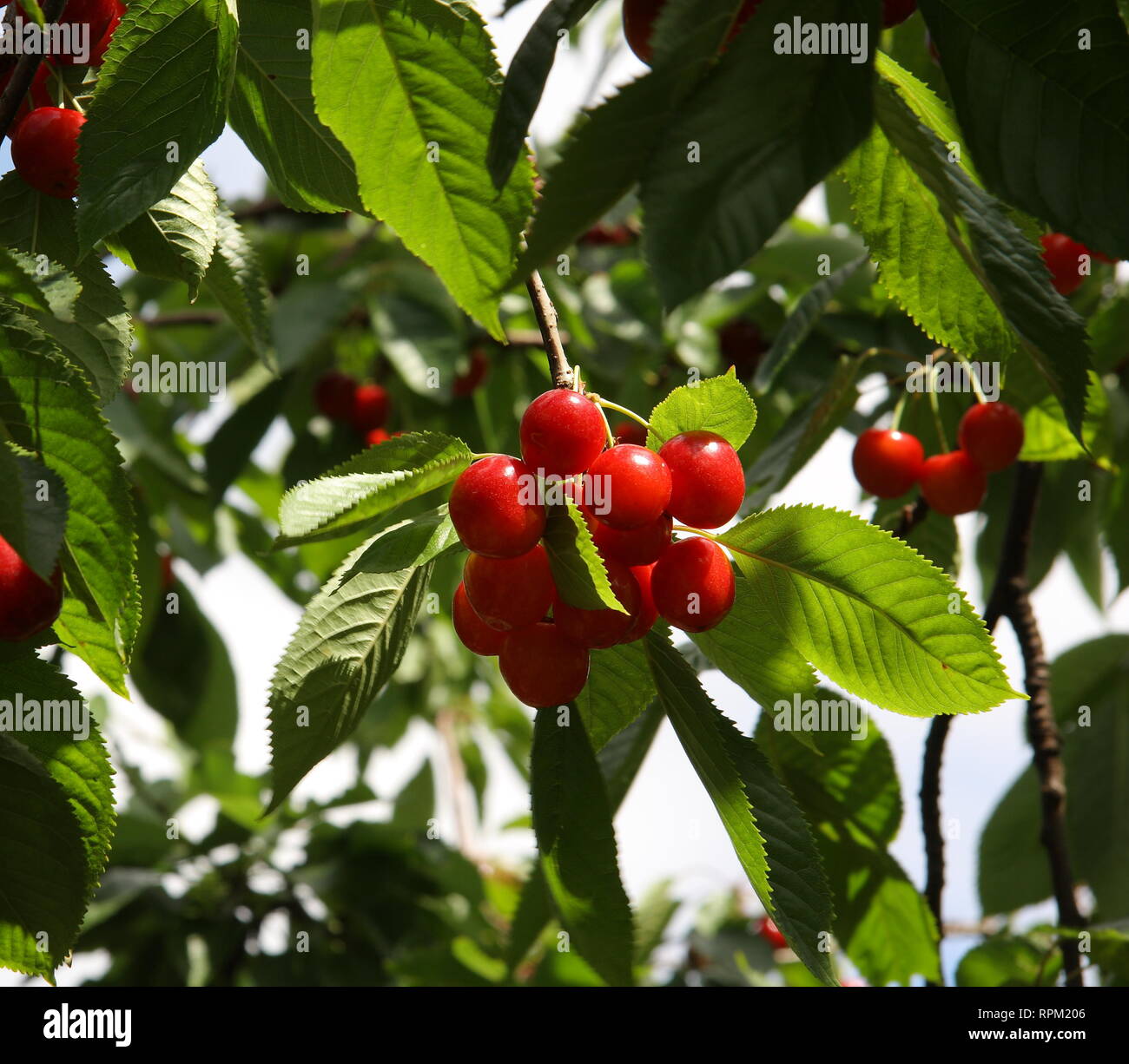 Cherries on a tree Stock Photo - Alamy
