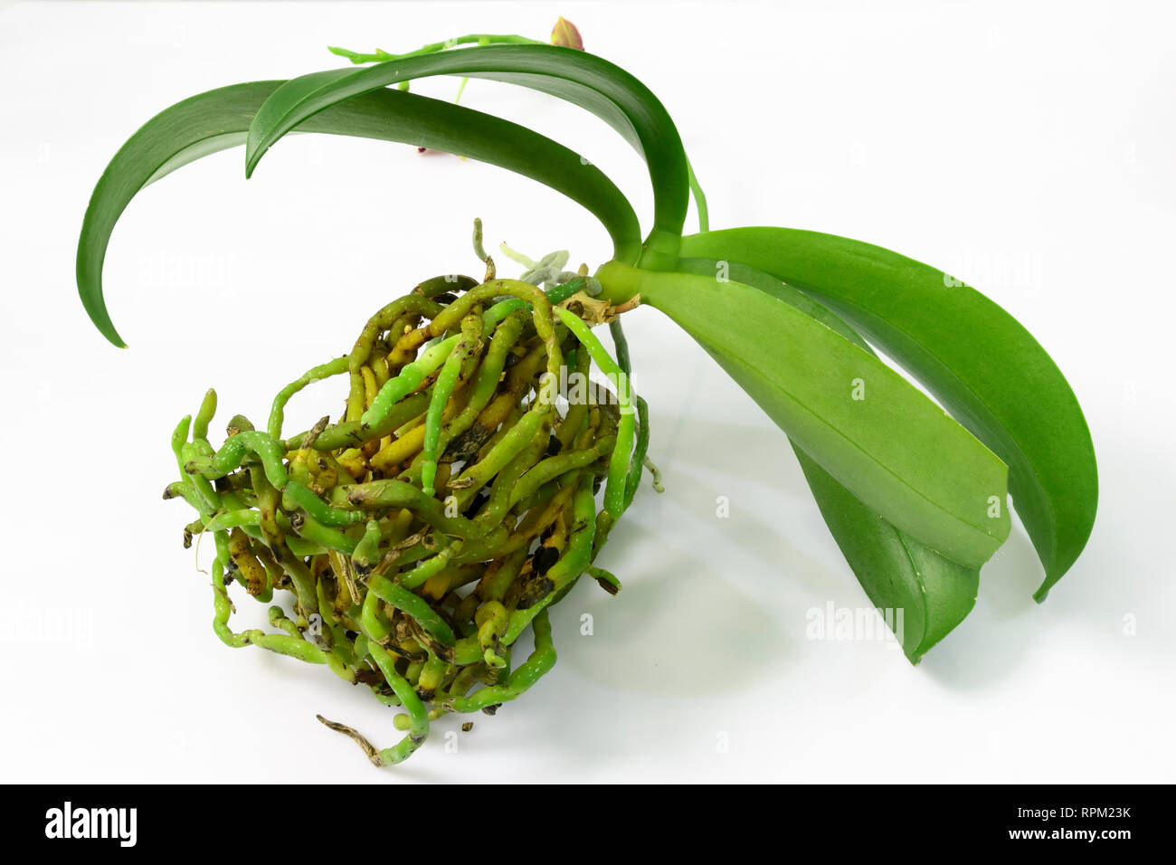 Orchid. Preparing for a transplant. Well visible root system Stock ...