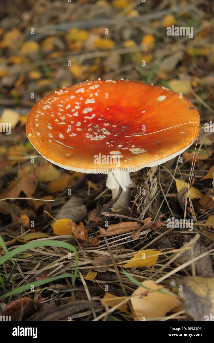 Toadstool spore bearing hi-res stock photography and images - Alamy