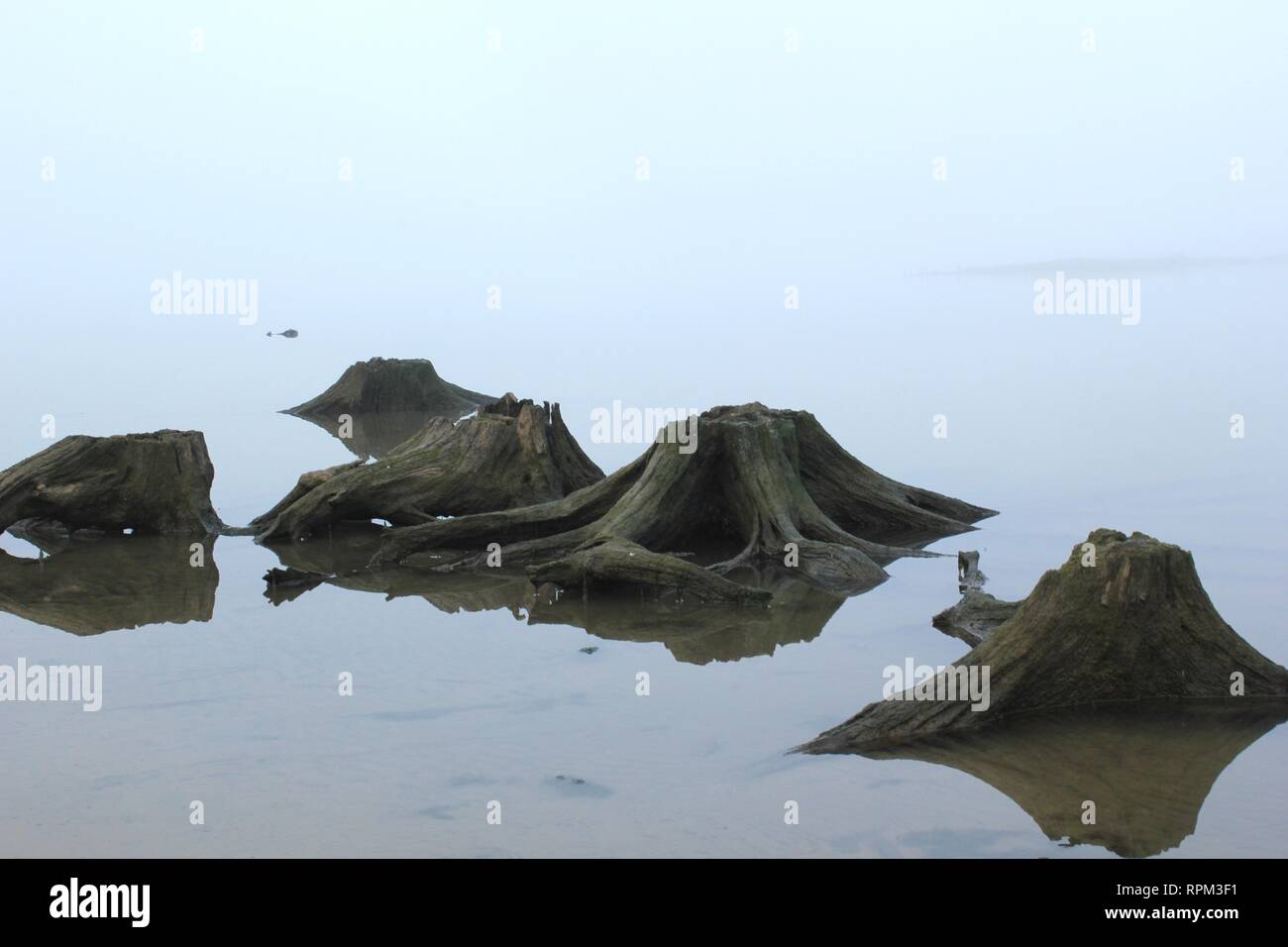 Tree stumps in water a little spooky - Poland Stock Photo - Alamy