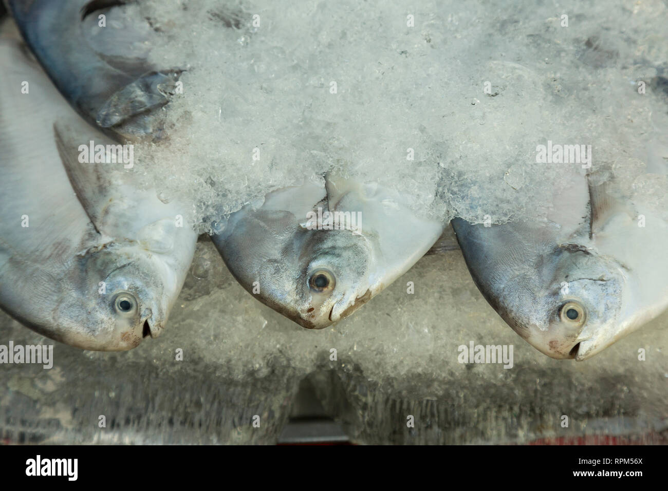 Fishes on the ice Stock Photo - Alamy