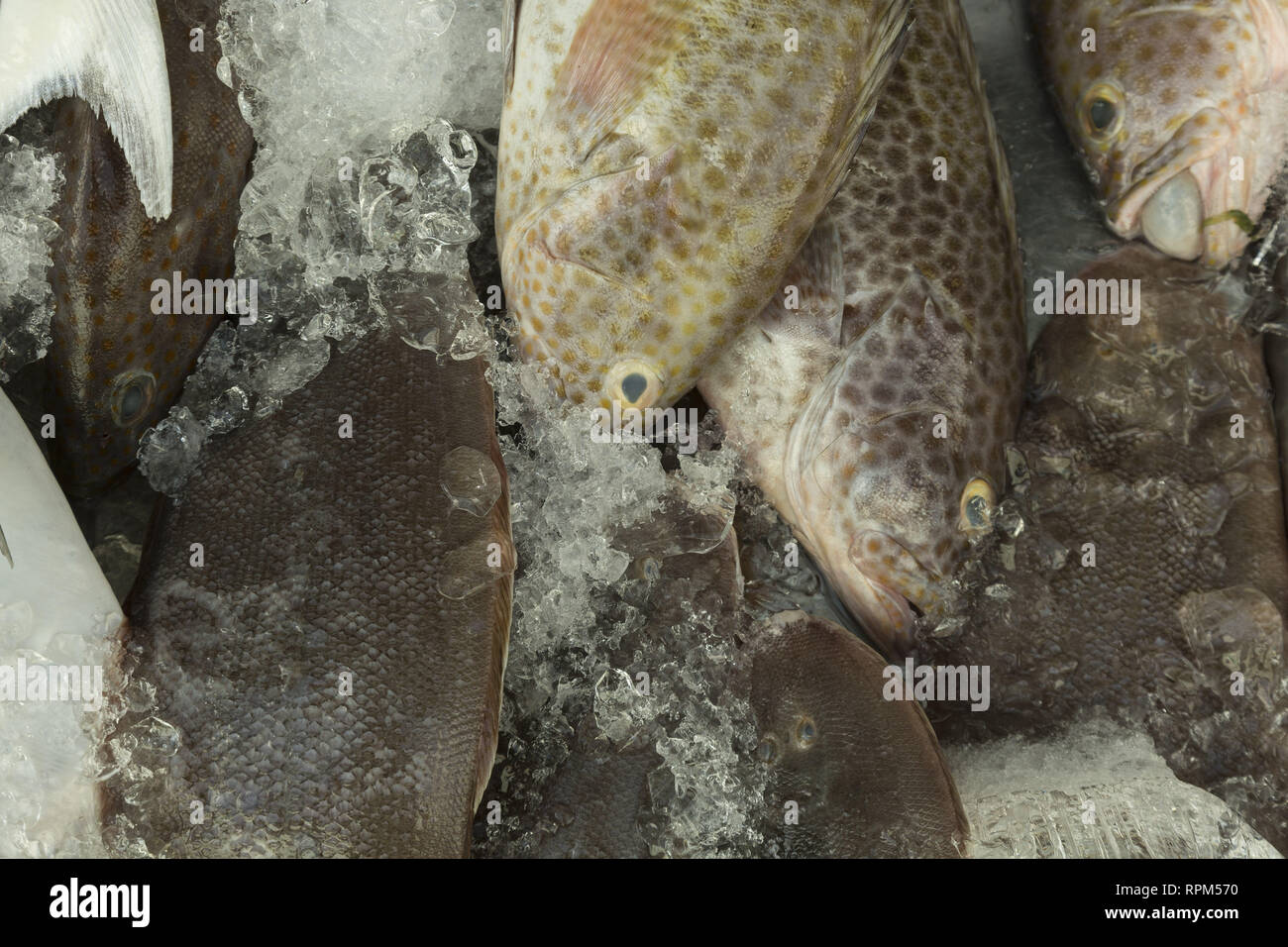 Fishes on the ice Stock Photo - Alamy
