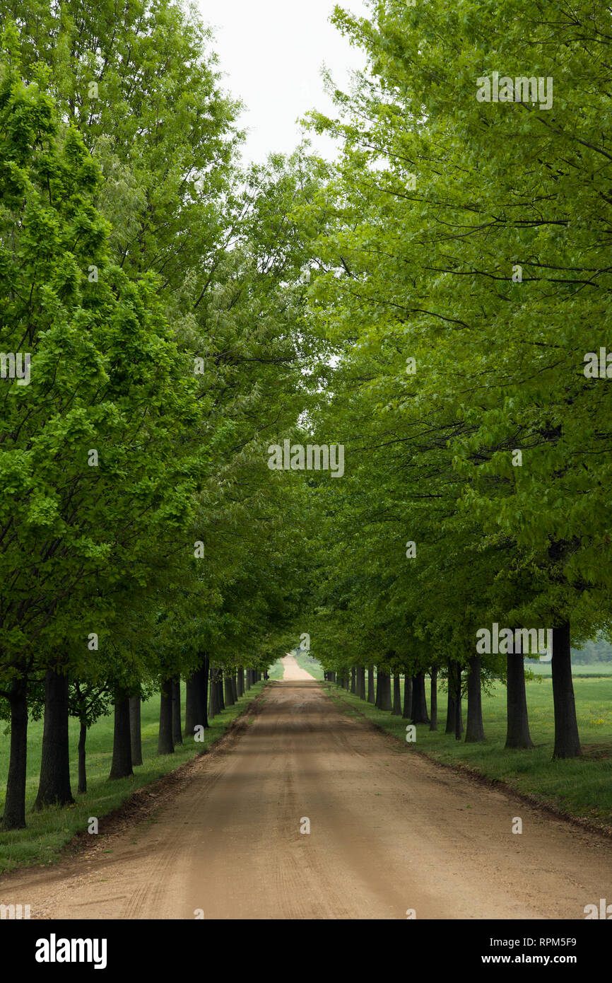 Dirt Road Between Trees Stock Photo - Alamy