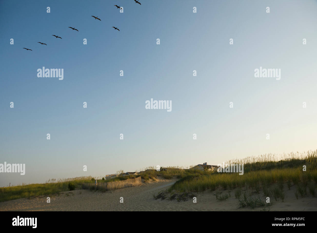 Birds Flying Over Beach Stock Photo - Alamy