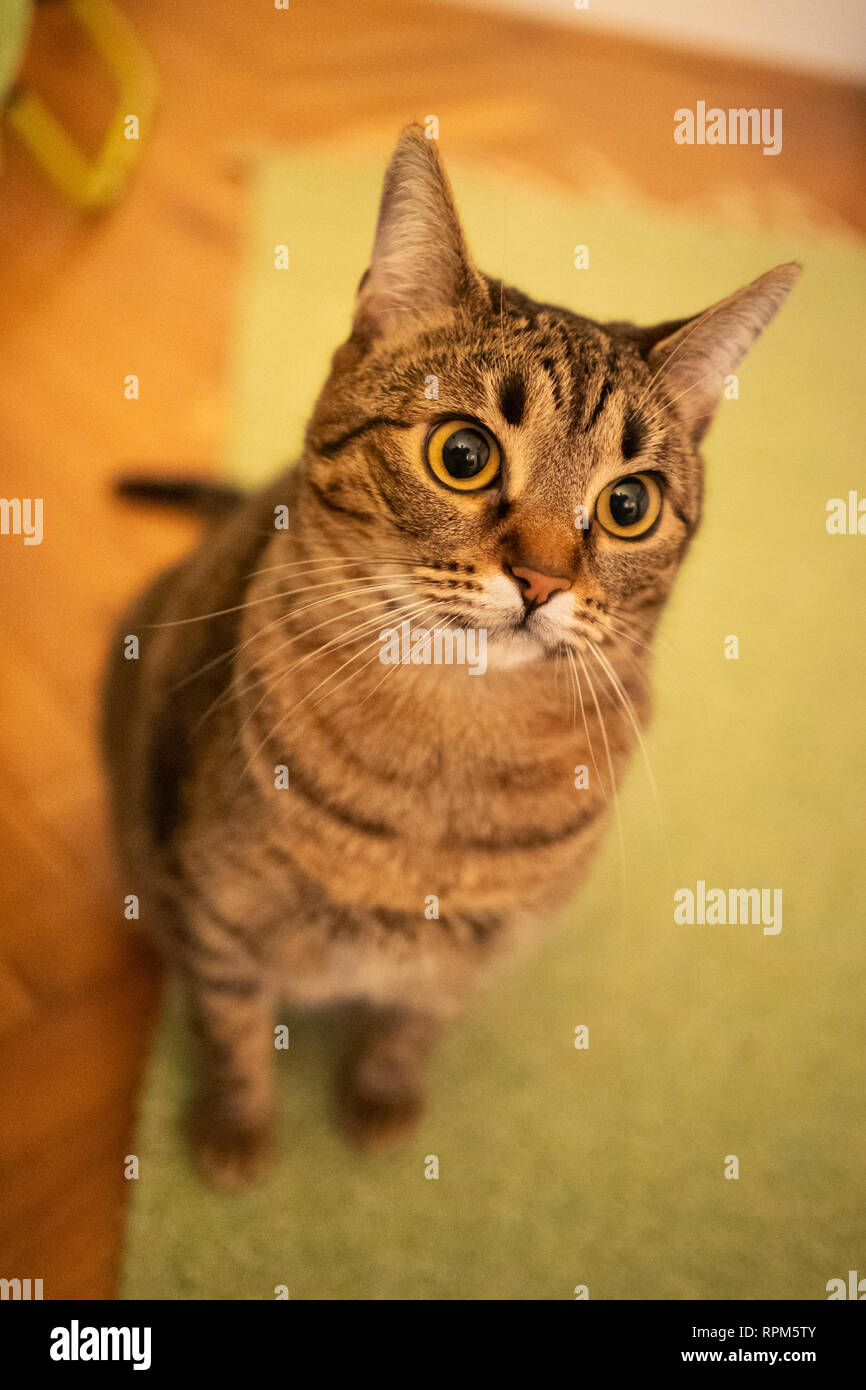 Beautiful domestic cat at home Stock Photo - Alamy
