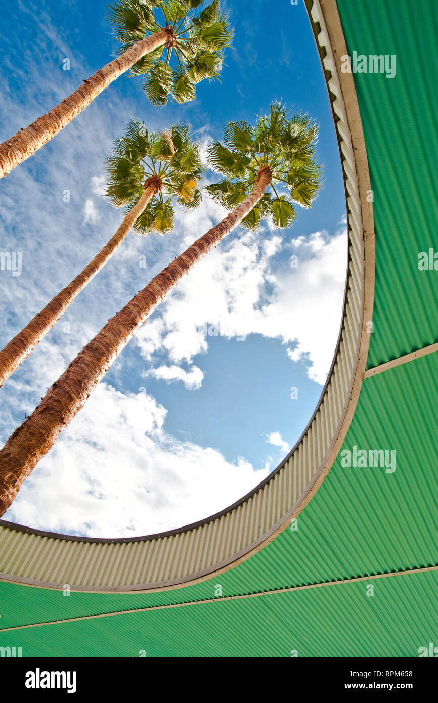 Palm Trees Through Architecture Stock Photo - Alamy