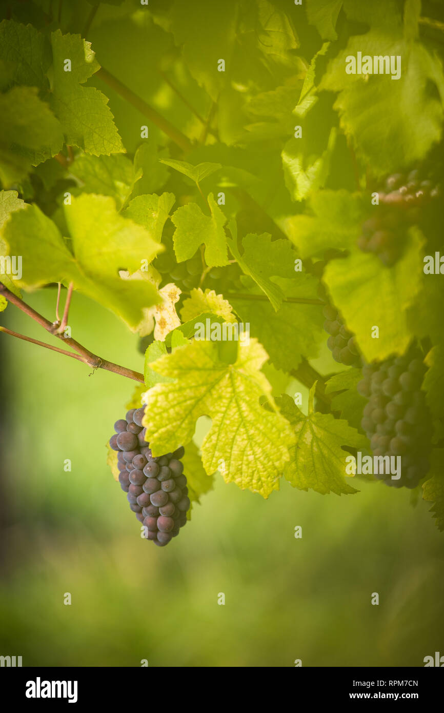 Large bunches of red wine grapes hang from an old vine in warm afternoon light Stock Photo - Alamy